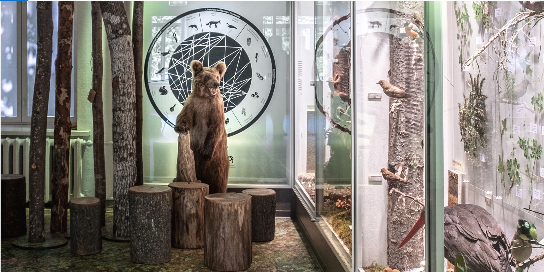 Loomade aasta (lasteaed) | Lydian